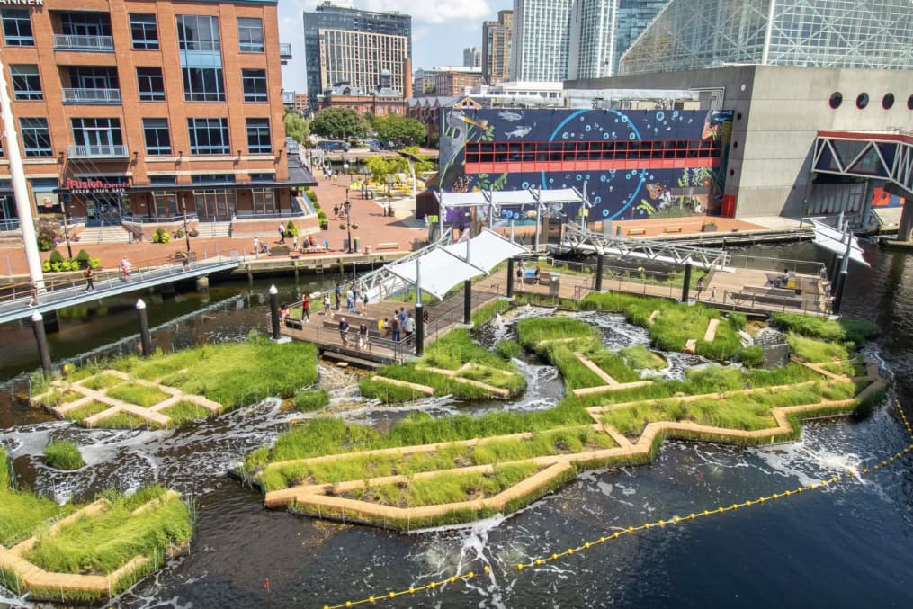Baltimore's new floating wetland is bringing back wildlife and clean water
